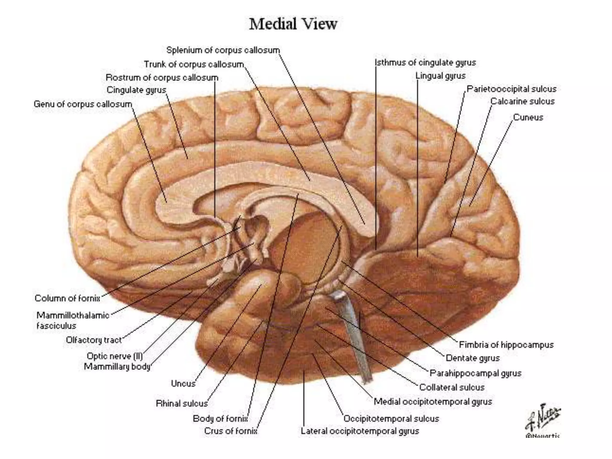 Sectional anatomy of brain part 1 | PPTX
