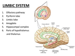 Sectional anatomy of brain part 2 | PPTX