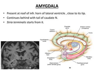 Sectional anatomy of brain part 2 | PPTX