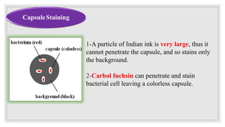 Section Four General Micro.pdfffffffffffff | PPT