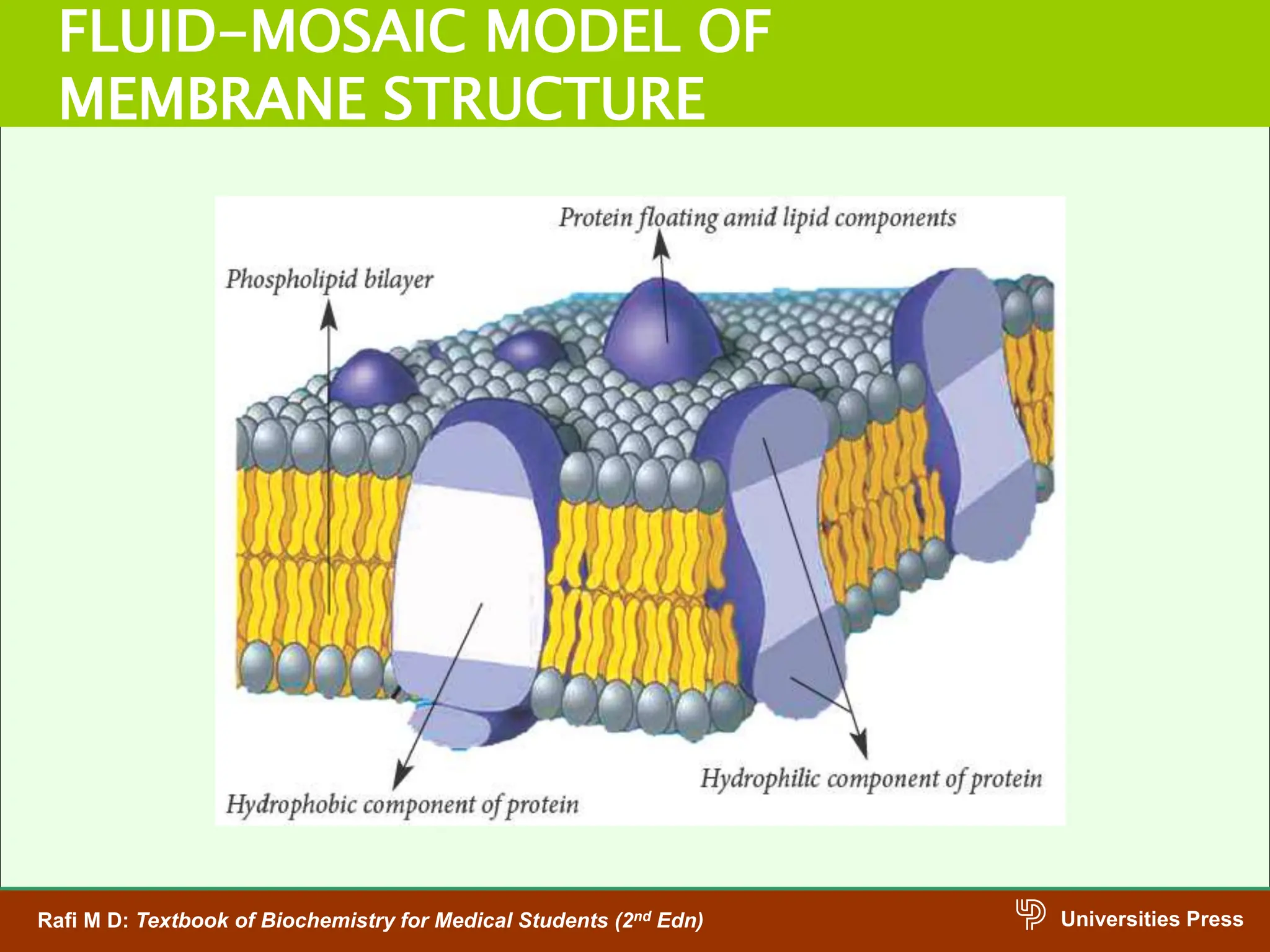 Section I - Chapter 2 - Biological Membranes.ppt