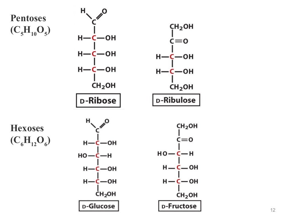 Section ii a biochemistry carbohydrate