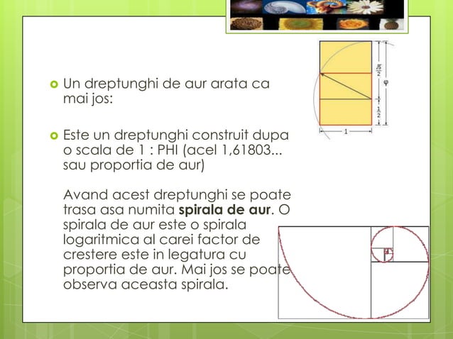 Sectiunea de aur | PPTX