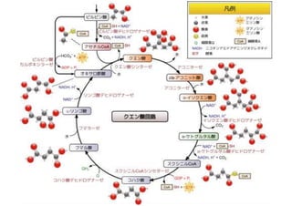 Science - Engineering - Design - Artのサイクル | PPT