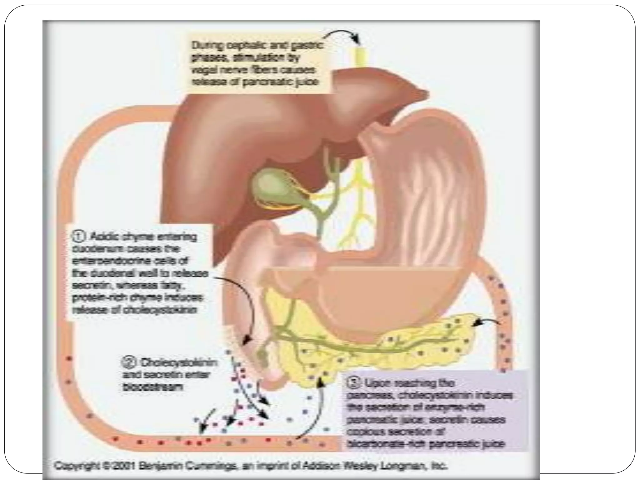 Sedds (self emulsifying drug delivery system) | PDF