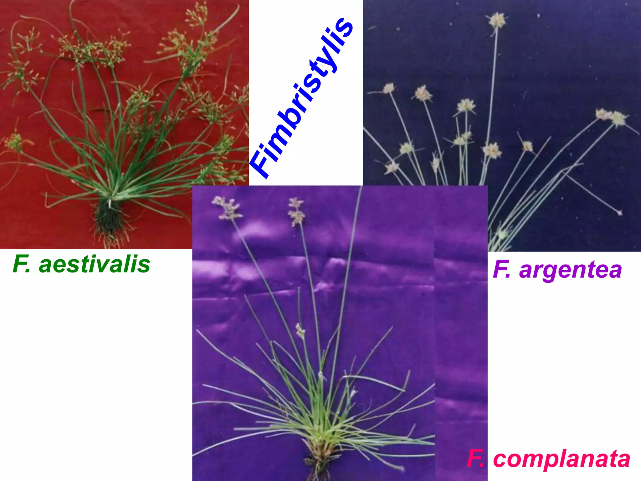 Sedge-Weed.ppt