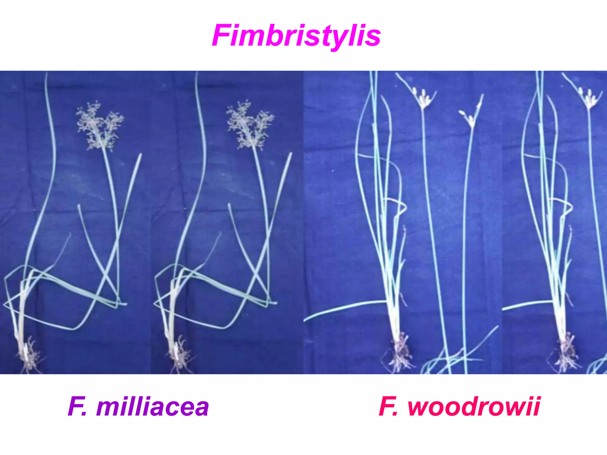 Sedge-Weed.ppt