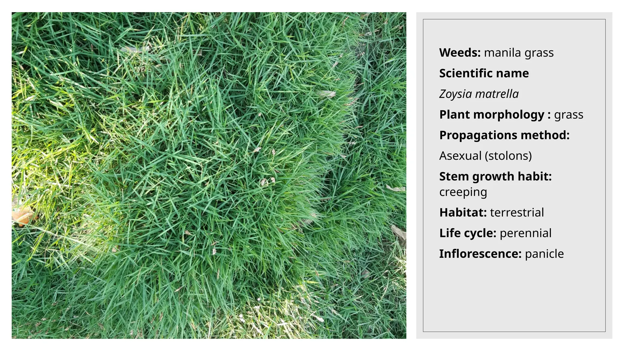 3_morphology_sedges_broadleaf_grass_group6.pptx