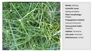 3_morphology_sedges_broadleaf_grass_group6.pptx