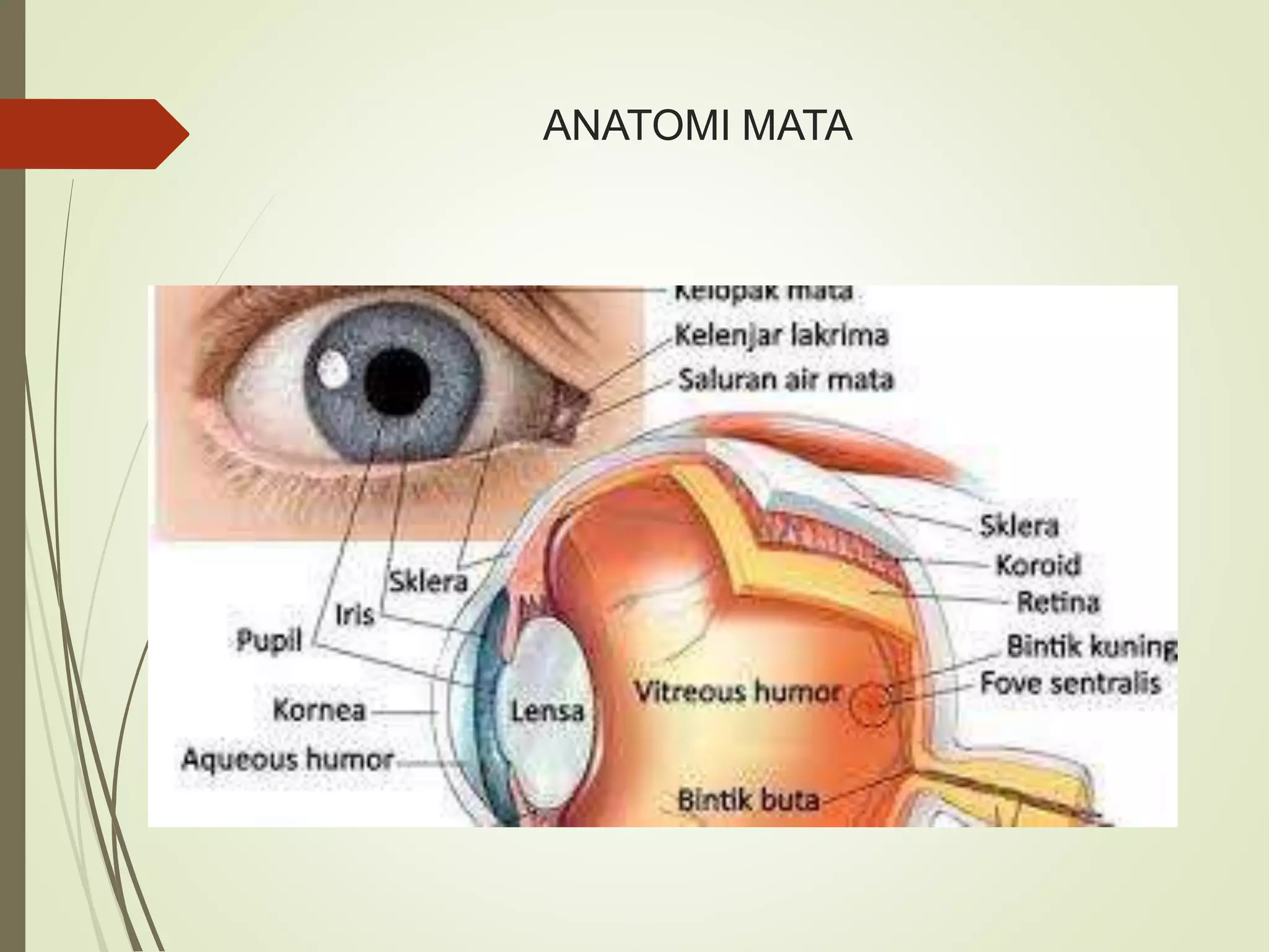 sediaan optalmik.pptx