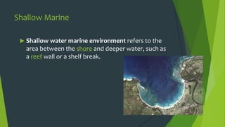 Sedimentary environment by uzair shah | PPTX