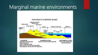 Sedimentary environments | PPTX