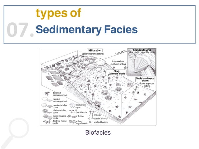 sedimentary facies.pdf | Geology | Science