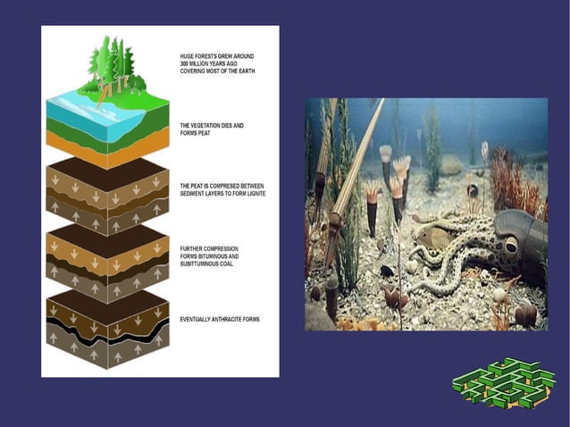 Sedimentary rocks | PPT
