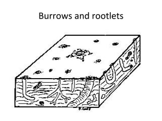 Sedimentary rocks and structures | PPT