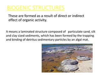Sedimentary structure | PPTX