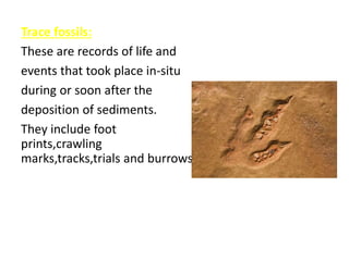 Sedimentary structure | PPTX