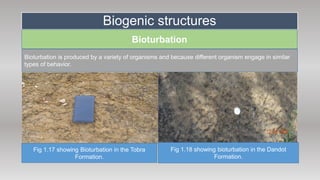 Sedimentary structures Present in Permian and Eocene Rocks of Pakistan ...