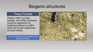 Sedimentary structures Present in Permian and Eocene Rocks of Pakistan | PDF