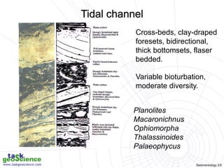 Sedimentary structures.ppt