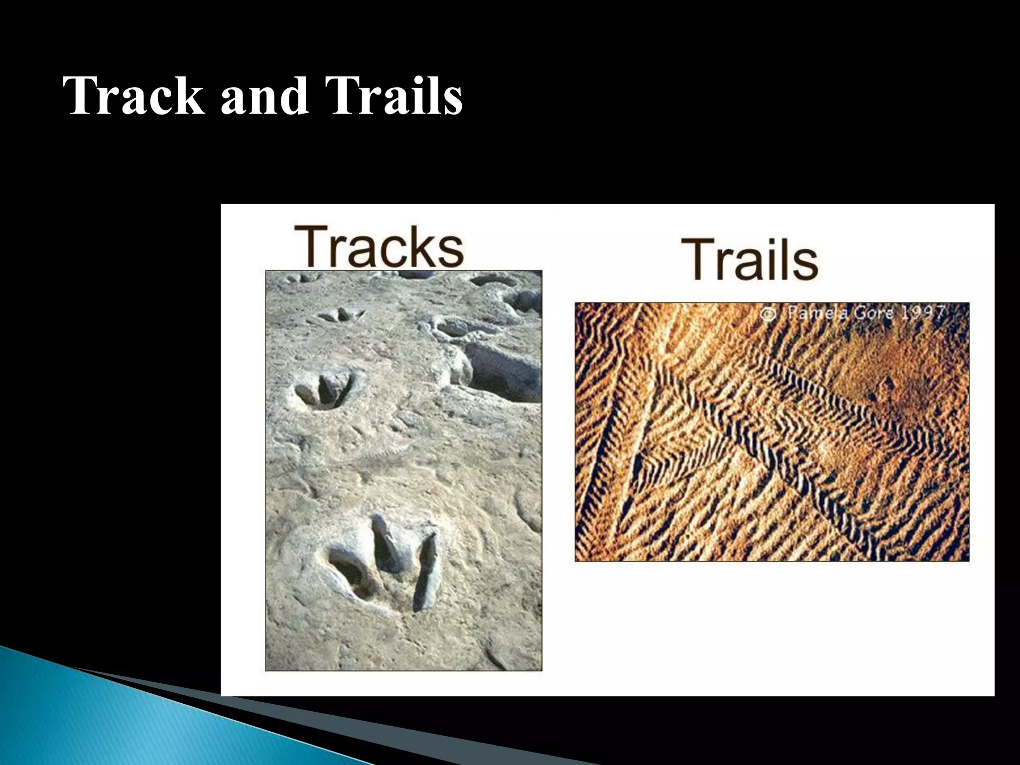Sedimentary structures and mineralogy | PPTX | Geology | Science
