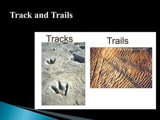 Sedimentary structures and mineralogy | PPTX | Geology | Science