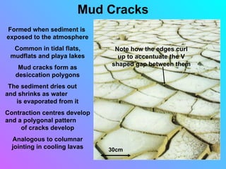 Sedimentary structures smallas | PPT