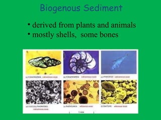 Sediments in the ocean powerpoint | PPT
