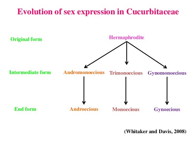Sex Expression In Cucurbits 