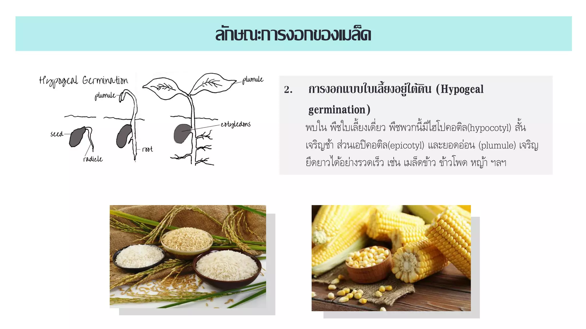 Seed Germination and Dormancy | PDF
