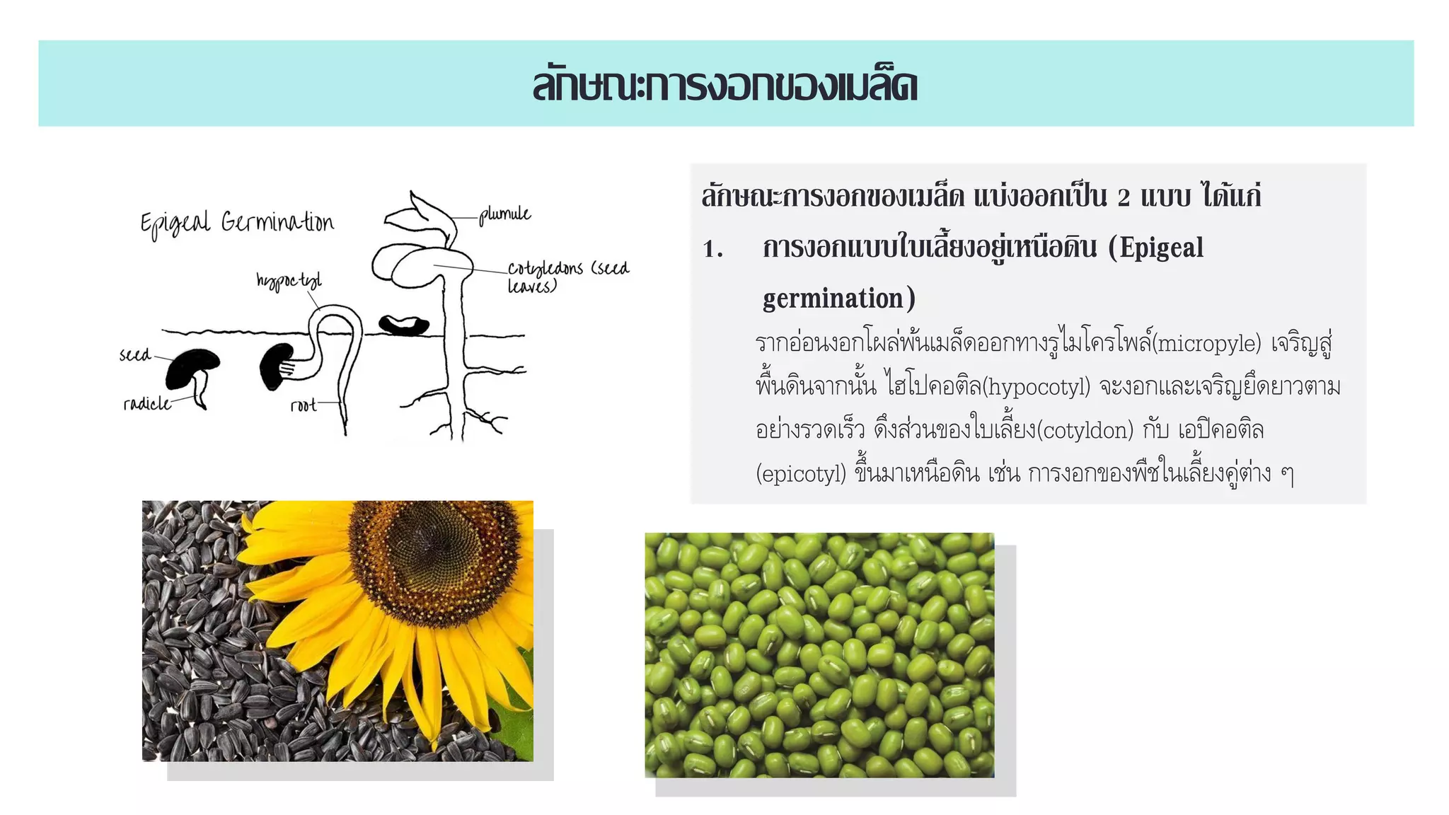 Seed Germination and Dormancy | PDF