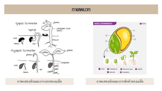 Seed Germination and Dormancy | PDF