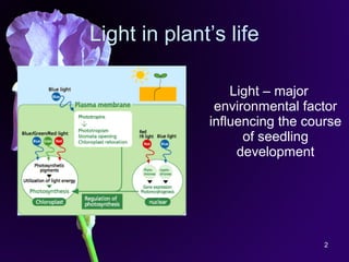 Seed germination | PPT | Gardening | Home & Garden