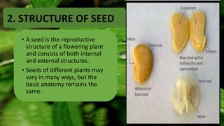 SEED.pptx