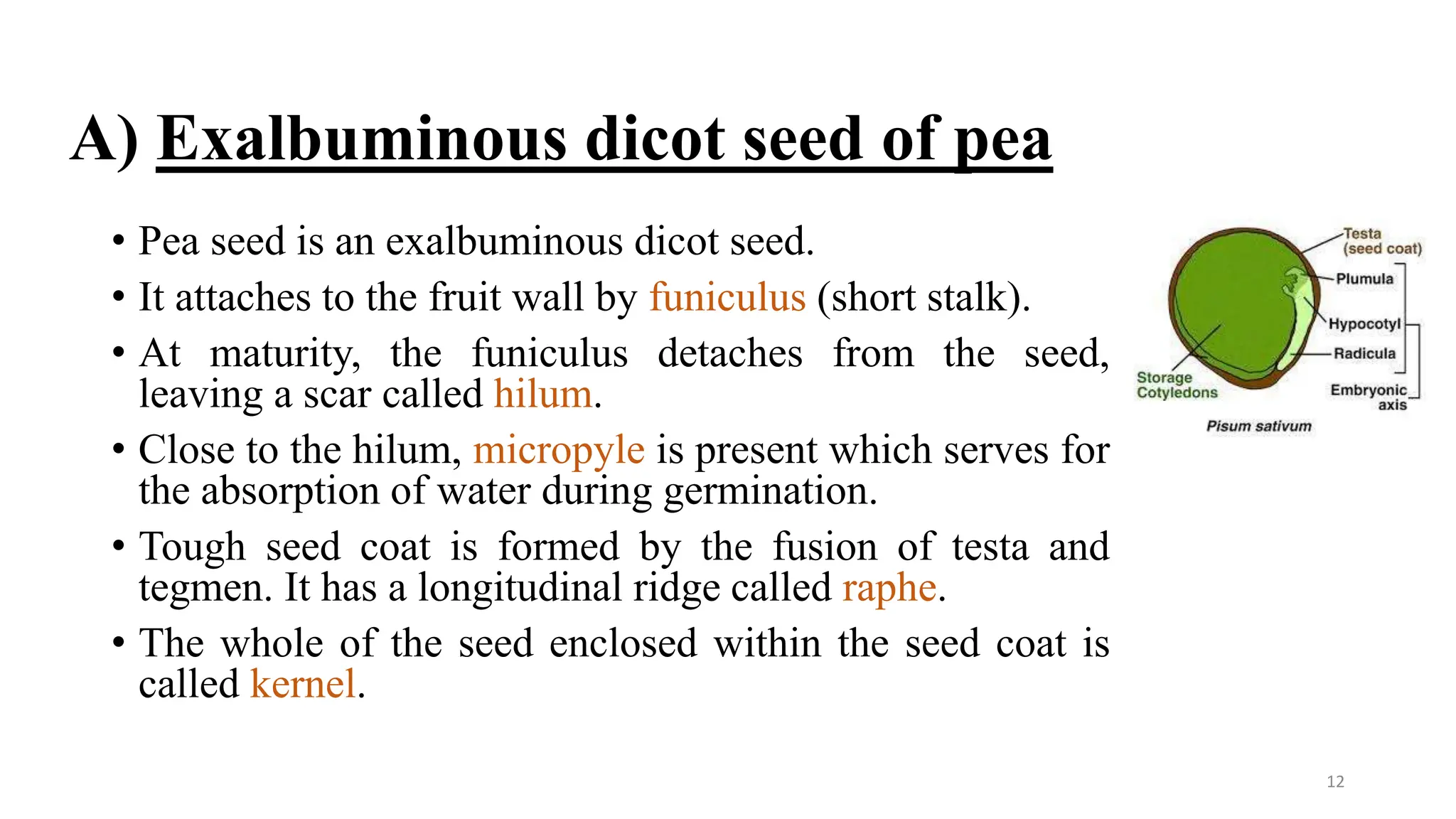 seed : structure, parts of a seed, types | PPTX