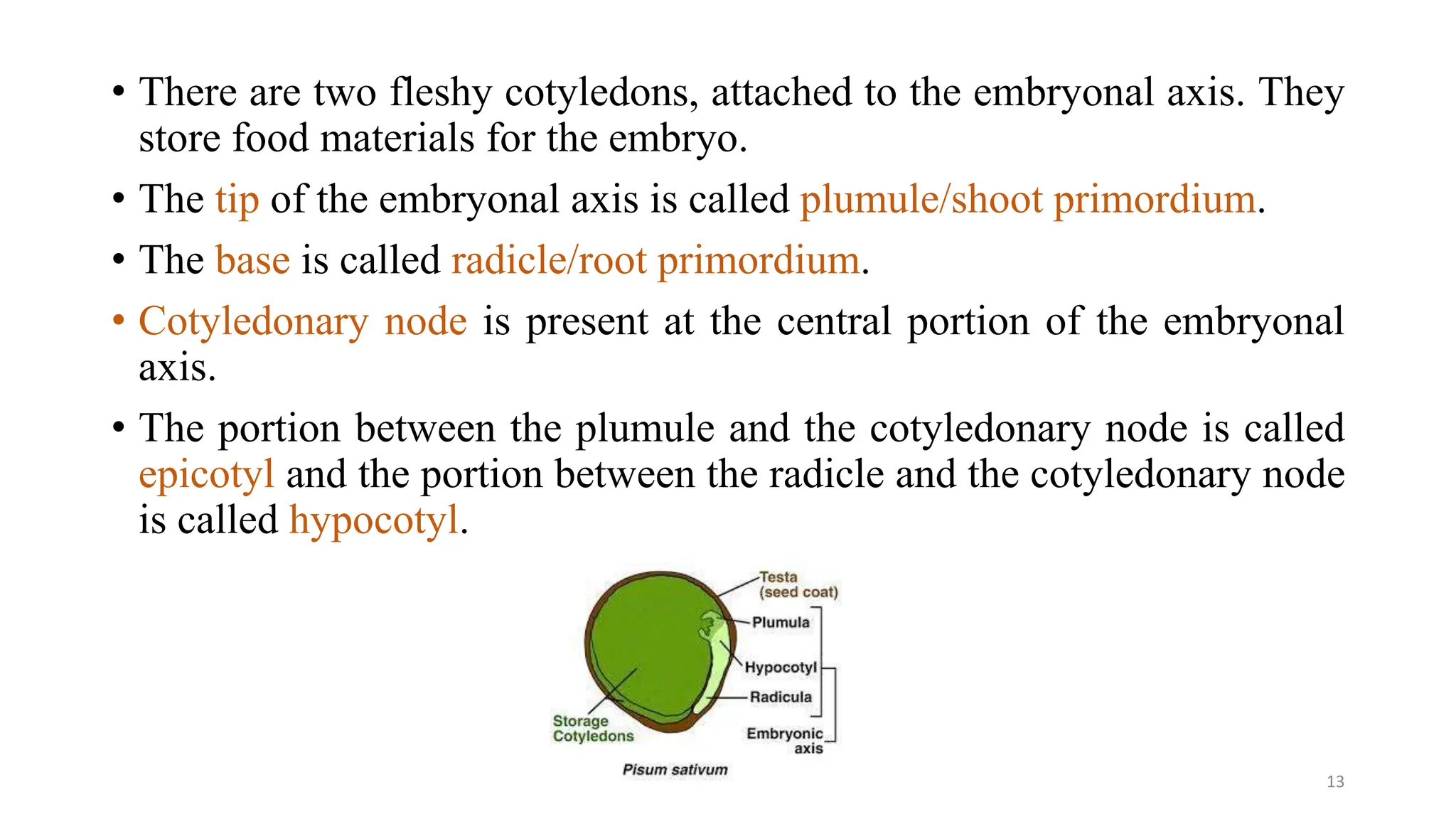 seed : structure, parts of a seed, types | PPTX