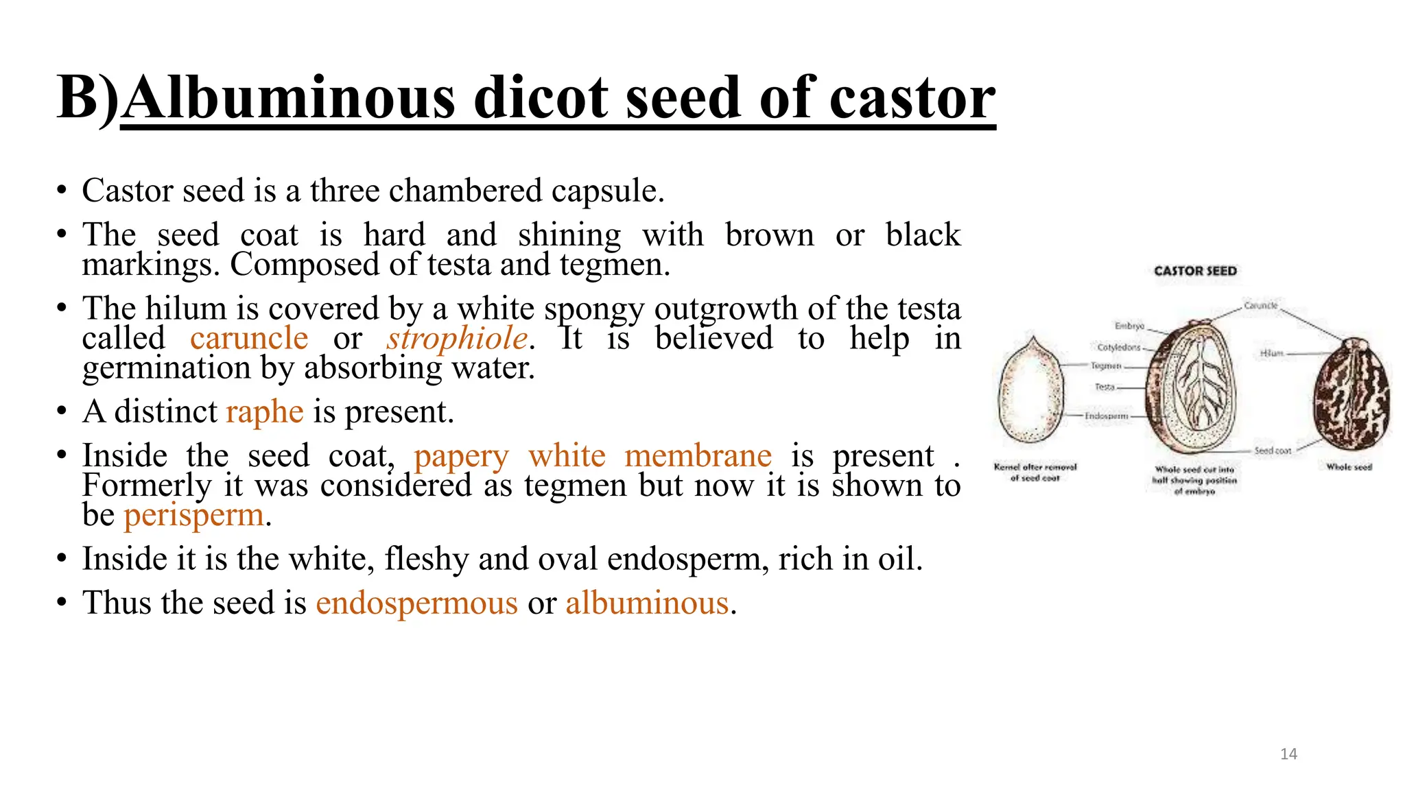 seed : structure, parts of a seed, types | PPTX