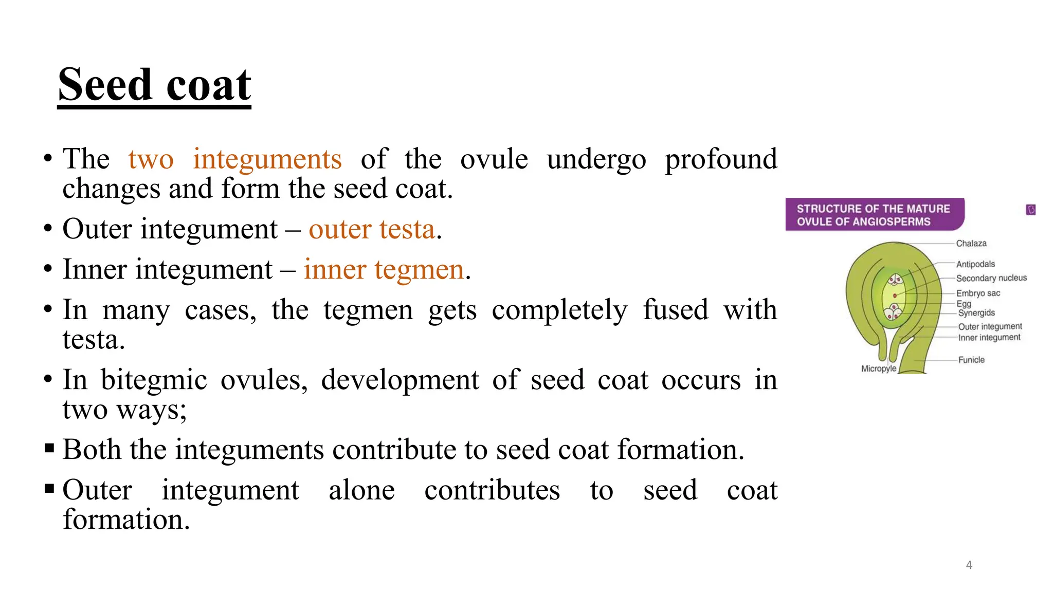 seed : structure, parts of a seed, types | PPTX