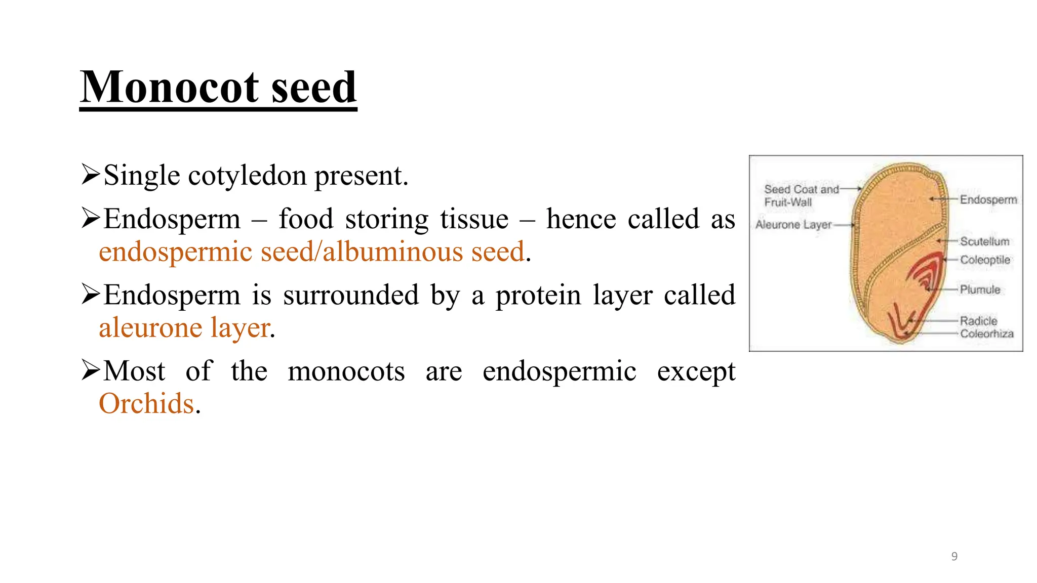 seed : structure, parts of a seed, types | PPTX