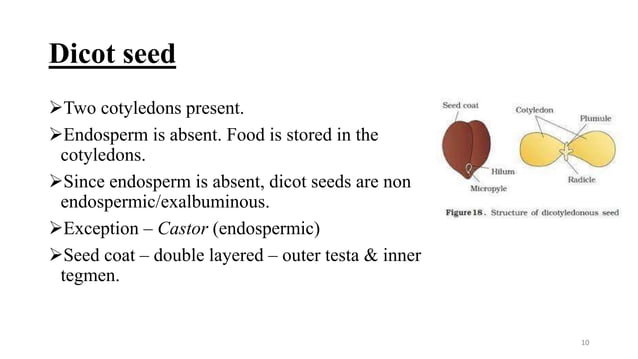 seed : structure, parts of a seed, types | PPTX | Gardening | Home & Garden