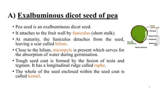 seed : structure, parts of a seed, types | PPTX