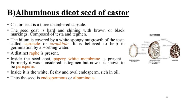seed : structure, parts of a seed, types | PPTX | Gardening | Home & Garden