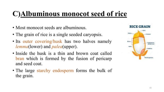 seed : structure, parts of a seed, types | PPTX | Gardening | Home & Garden