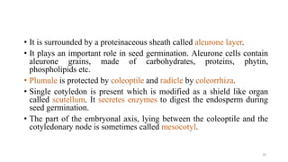 seed : structure, parts of a seed, types | PPTX