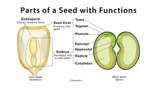 SEED- TYPES, GERMINATION AND MEANS OF DISPERSAL | PDF
