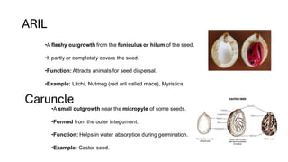SEED- TYPES, GERMINATION AND MEANS OF DISPERSAL | PDF