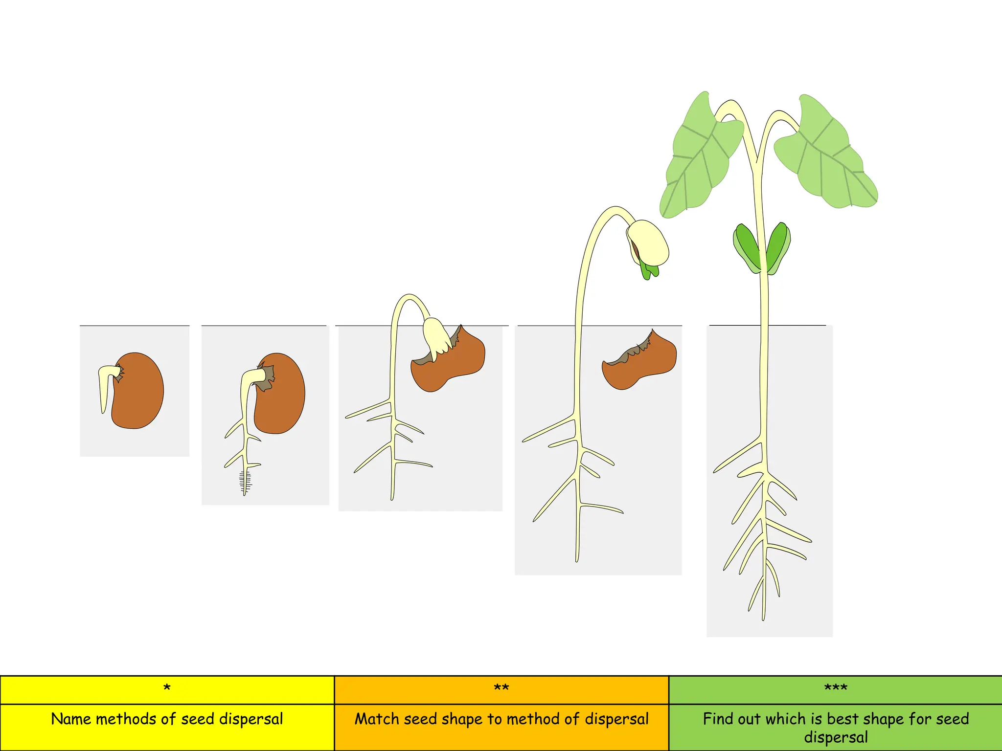 GermiWhat does a seed need to germinate? | PPT