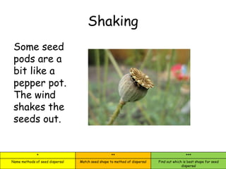 GermiWhat does a seed need to germinate? | PPT