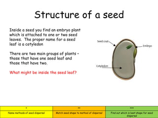GermiWhat does a seed need to germinate? | PPT