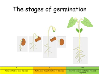 GermiWhat does a seed need to germinate? | PPT